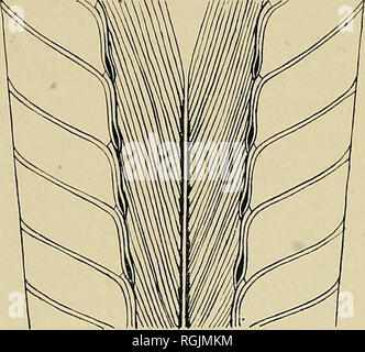 Endoceras proteiforme (Hall Stock Photo - Alamy