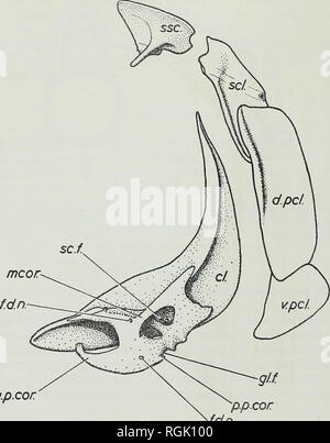 The anterior part of the right side of the Lower Jaw of the Iguanodon ...
