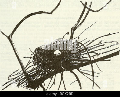 Crested Jay ('Platylophus Galericulatus'). From an album of 51 drawings ...