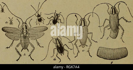 The Croton bug, Phyllodromia germanica Stock Photo - Alamy