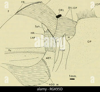 . Text-fig. 7. Part of the lateral line (near the origin of the adipose ...