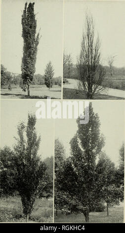 tulip tree (Liriodendron tulipifera), habit, United Kingdom Stock Photo ...