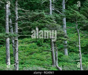 Spruce trees shaped by the wind near the Timberline Lodge on Mt. Hood ...