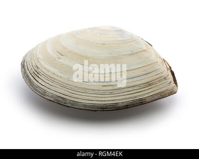 saragai (northern great tellin clam), japanese seafood isolated on ...