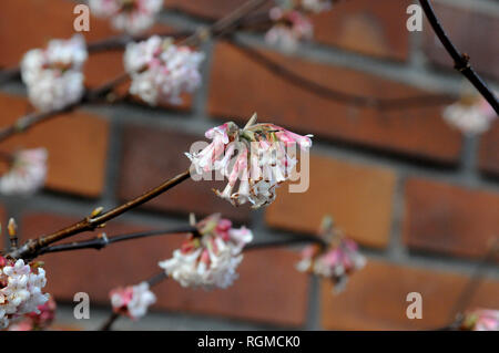 Copenhagen/Denmark. 20January 2019. Winter snow bulb flora in Kastrup ...