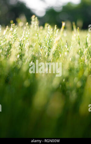 Images of nature. Different perspectives and textures Stock Photo - Alamy
