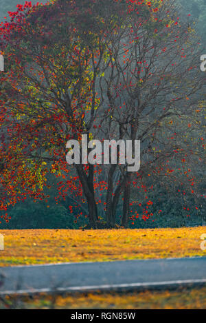 Yellow Trees with filter effect retro vintage style Stock Photo - Alamy