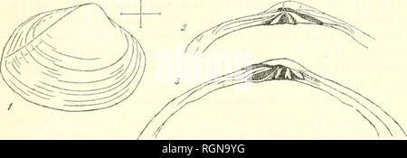 Mactra ovata ovata Stock Photo - Alamy