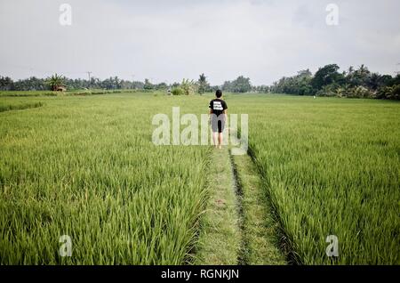 Tree alone in the middle of paddy field. good for background Stock ...
