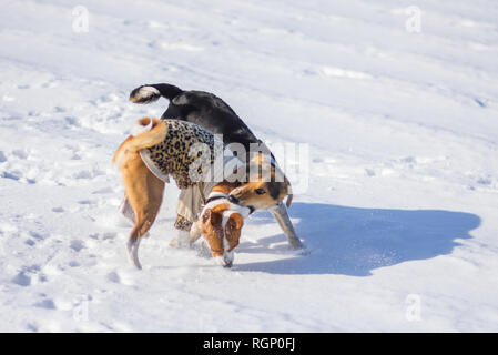 Black hunting dog bites Basenji on the neck while playing on winter ...