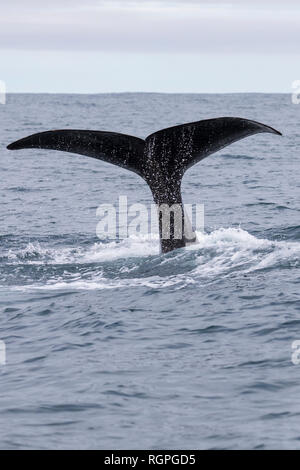 Pottwal, Fluke, Pott-Wal, Pottwale, Potwal, Physeter macrocephalus ...