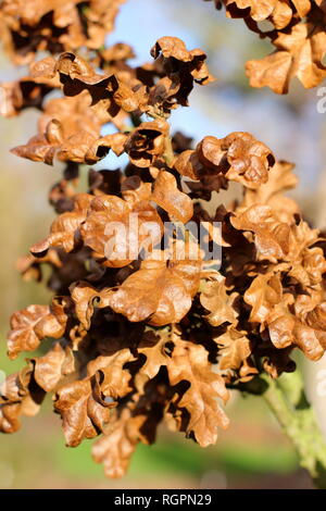 Quercus cerris 'Curly Head' foliage in December, UK Stock Photo - Alamy