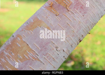 Betula utilis subsp. albosinensis 'Fascination'. Attractive bark of ...
