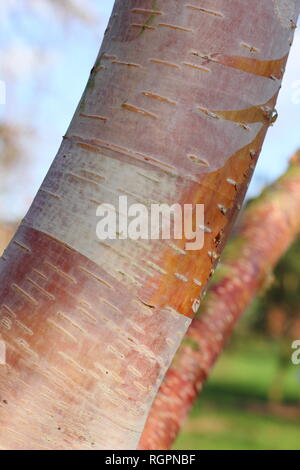 Betula utilis subsp. albosinensis 'Fascination'. Attractive bark of ...