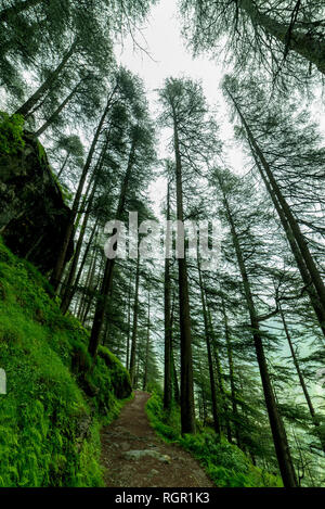 Deodar Cedar trees Manali Himachal Pradesh India IN35 28 Stock Photo ...