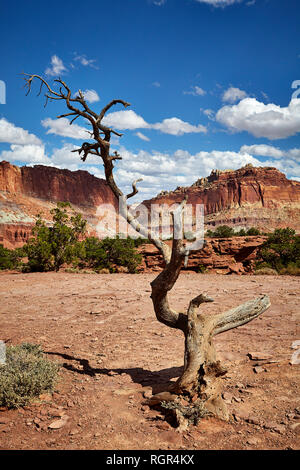 An ancient Utah juniper tree in front of the West Mitten in the ...