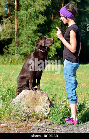 labrador retriever, chocolate Stock Photo - Alamy