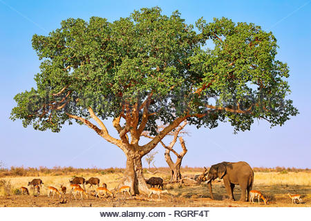 Sycamore fig tree Ficus sycomorus Singita Sabi Sand Game Reserve Stock ...