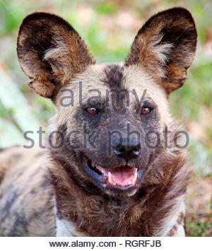 Endangered animals African wild dogs puppies in safari park in South ...