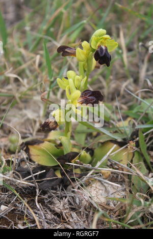 Brown Bee Orchid (Ophrys iricolor) flower mimics female bee with male ...
