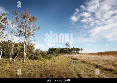beautiful landscape of Stoborough Heath, Wareham, Dorset Stock Photo ...