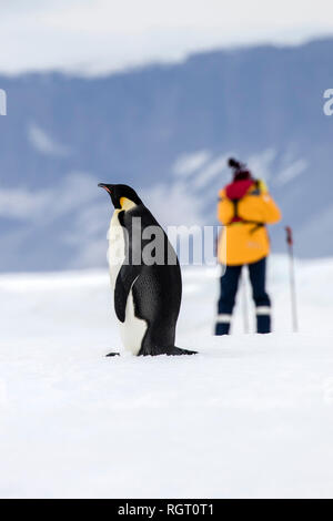 Illusion photo of Emperor Penguin viewing human visitor from afar, as ...
