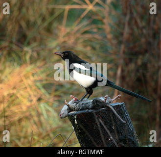 Magpie scavenging on a rat Stock Photo - Alamy