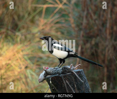 Magpie scavenging on a rat Stock Photo - Alamy