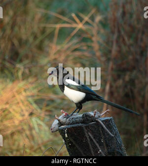 Magpie scavenging on a rat Stock Photo - Alamy
