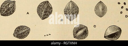 Calandrinia sp Calandrinia sp Stock Photo - Alamy