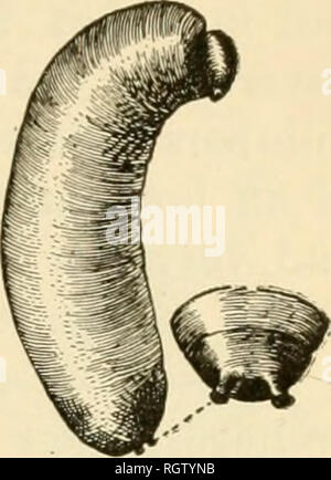 Parasite in jars Stock Photo - Alamy
