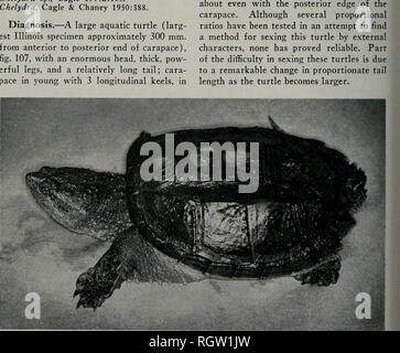 Snapping Turtle (Chelydra serpentina) - Illinois Stock Photo - Alamy