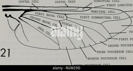 . Bulletin. Natural history; Natural history. SUBCOSTAL CELL FIRST ...