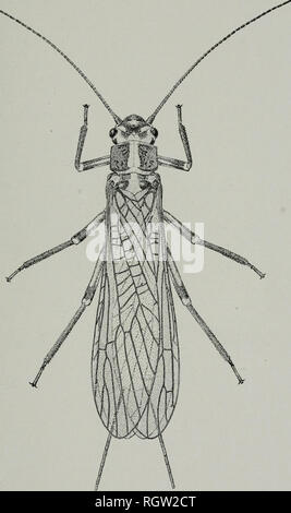 . Bulletin. Natural history; Natural history. PRISON: STONEFLIES. OR ...
