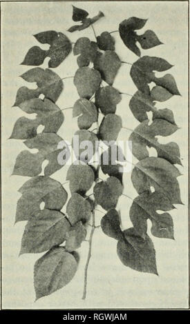 . Bulletin. 1901-13. Agriculture; Agriculture. DIMORPHIC LEAVES IN ...