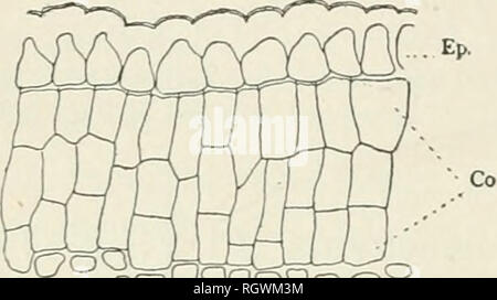 . Bulletin. Agriculture. ANATOMICAL STRUCTURE OF THE OLIVE (OLEA ...