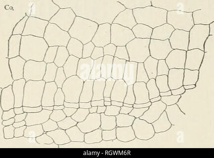 . Bulletin. Agriculture. ANATOMICAL STRUCTURE OF THE OLIVE (OLEA ...