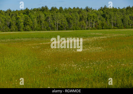 Wild flowers in northern Wisconsin Stock Photo - Alamy
