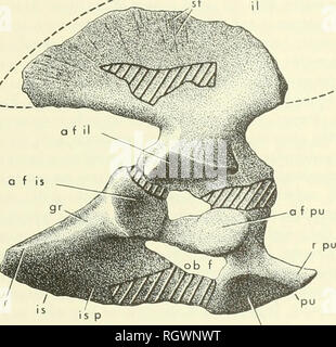 . Bulletin. Natural history. THE POSTCRANIAL SKELETON OF AFRICAN ...