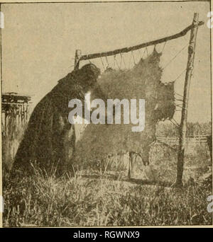 Fleshing a Hide Stock Photo - Alamy