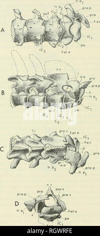Illustration of an anterior view of the first cervical vertebra, also ...