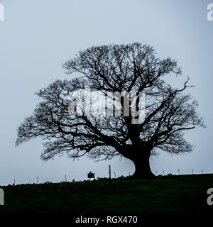 Oak tree silhouette Stock Photo - Alamy