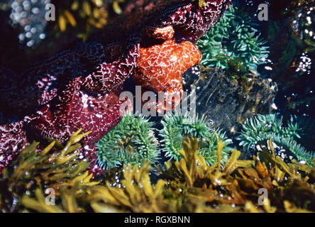Starfish in an Alaskan tidepool Stock Photo - Alamy