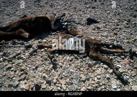Dead brumby (wild horse) owing to severe drought conditions, Simpson ...