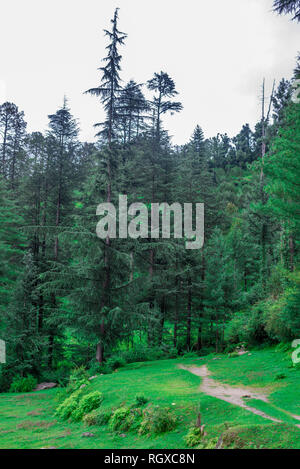 Deodar trees in Manali Nature Park, public park near Manali village in ...
