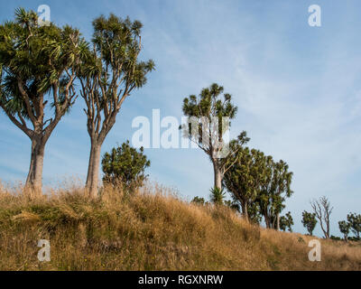 Cabbage trees (Cordyline australis) growing beside Otago Harbour ...