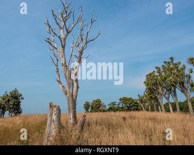 Ti kouka cabbage trees growing on ancient Maori pa site, Turuturu Mokai ...