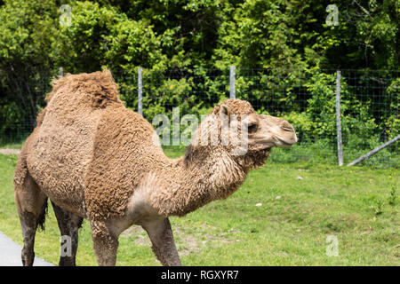 Arabian camels or Dromedary also called a one-humped camel in the ...
