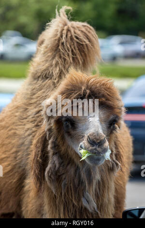 Camels eating Leaf Stock Photo - Alamy