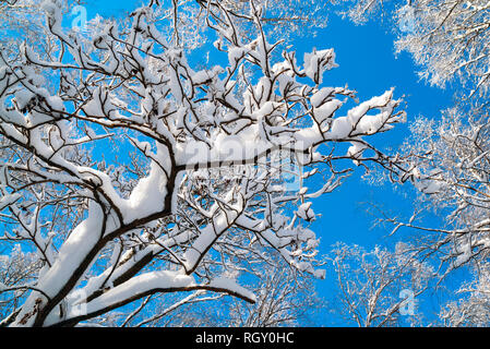 Snow-capped tree tops against a blue sky on a bright Sunny day Stock ...